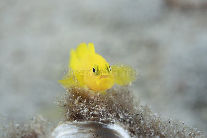 Yellow Pygmygoby Lubricogobius Exiguus Stock Image - Image of yellow ...
