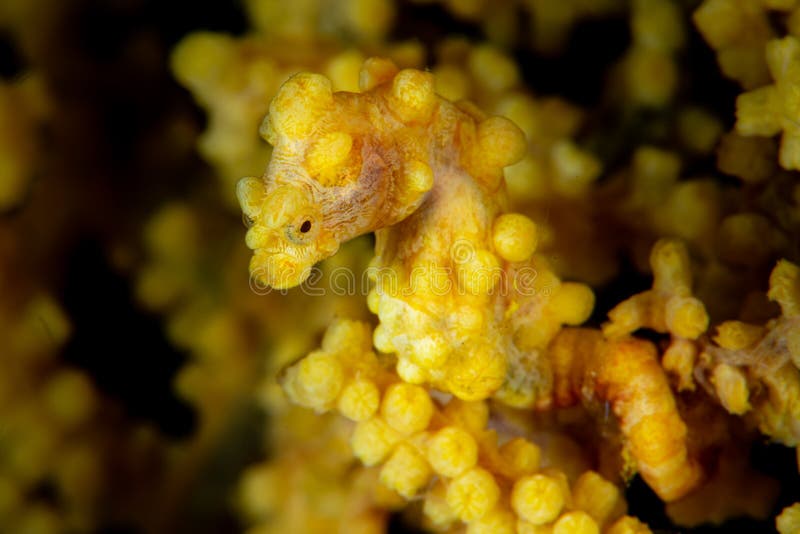 Yellow Pygmy Seahorse, Barbiganti Stock Photo - Image of jaya, ampat ...
