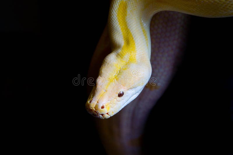 Ball python stock photo. Image of predator, snakes, albino - 12284584