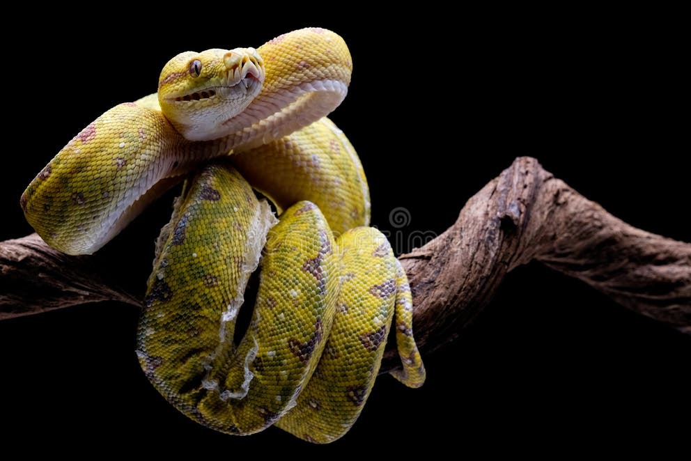 A Yellow Python is Alert on a Tree Branch Stock Image - Image of turtle ...