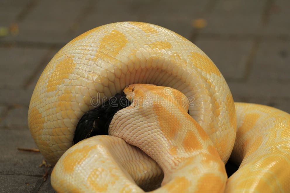 Yellow Python is Having Lunch Stock Image - Image of distinct, dish: 242095915