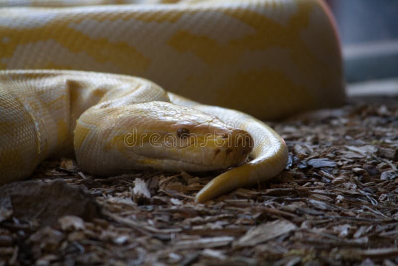 Big Phython Snake Eating Antelope in South Africa Stock Image - Image ...
