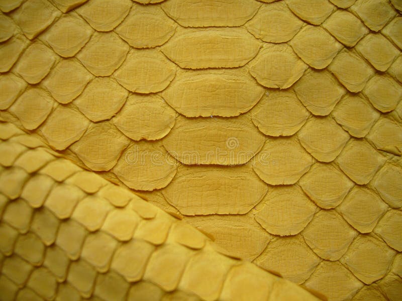 Yellow python skin snake. stock image. Image of animalistic - 206470525