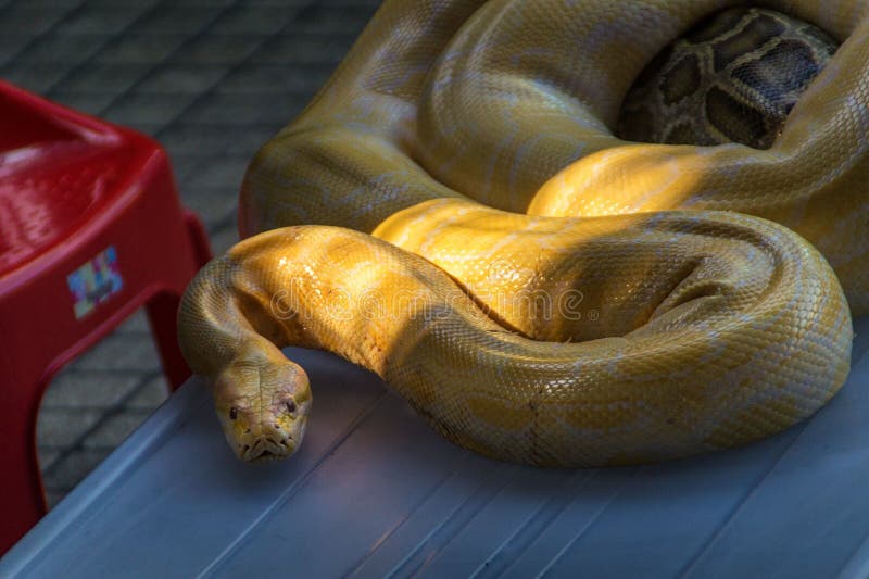 Yellow Python Snake Crawling on the Bench Stock Photo - Image of ...
