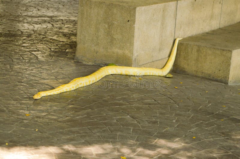 Yellow python snake stock image. Image of reptile, dangerous - 107266107