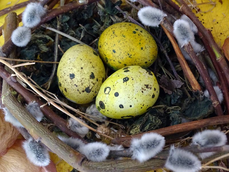 Yellow Quail Eggs in a Small Nest Stock Photo - Image of decoration ...