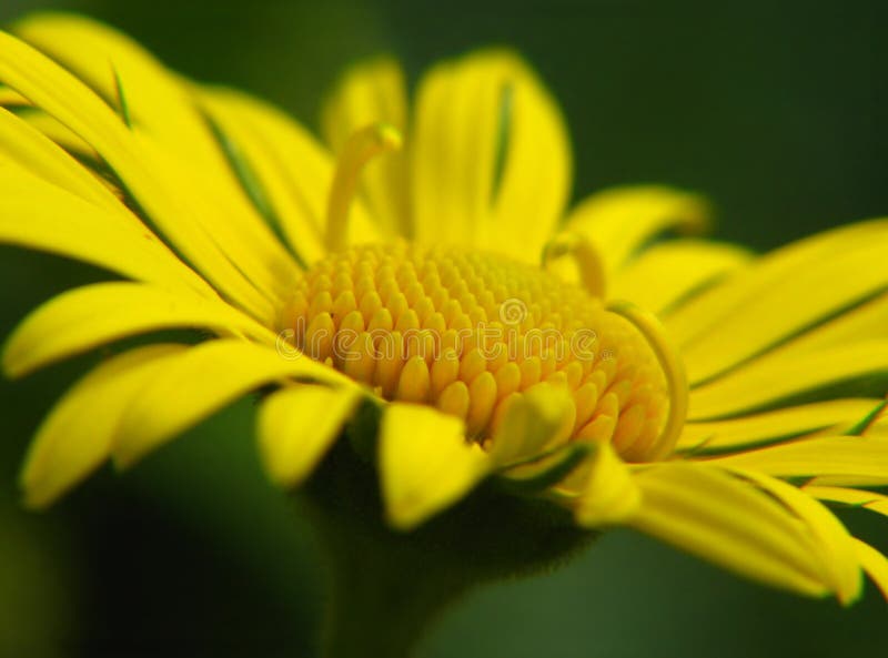 Yellow Queen Picture. Image: 8251129