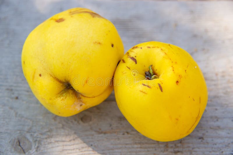 Yellow Quince Close-up Lies in the Sun Stock Image - Image of yellow ...