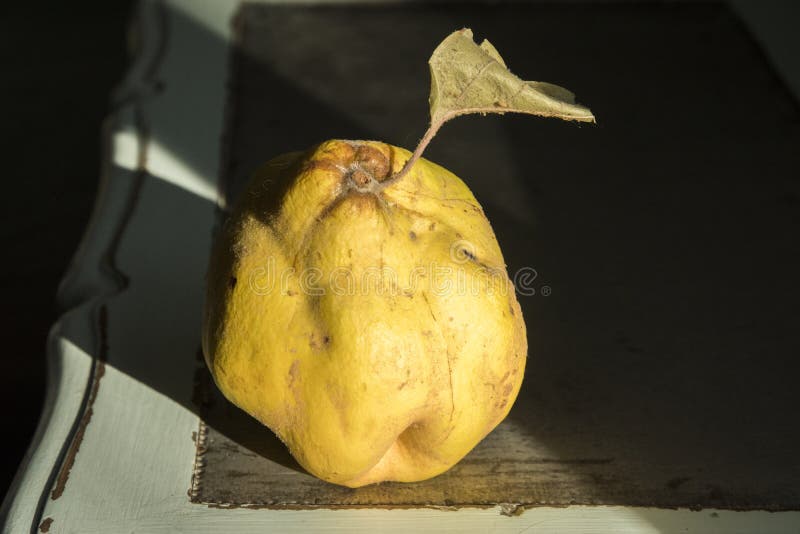 Yellow quince closeup stock image. Image of season, vegetarian - 263905303