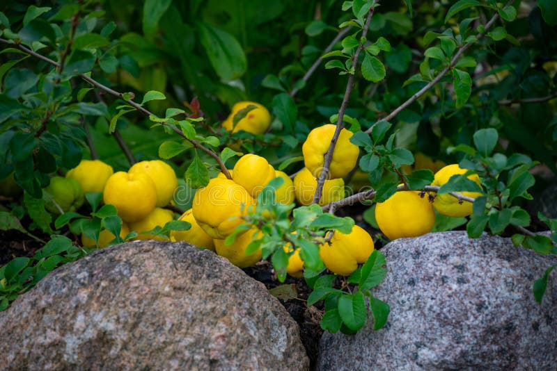 Yellow Quince Fruits are in the Process of Ripening on a Branch Stock ...