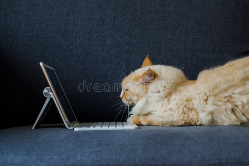 Yellow Ragdoll Cat Working from Home Stock Photo - Image of home, cats ...
