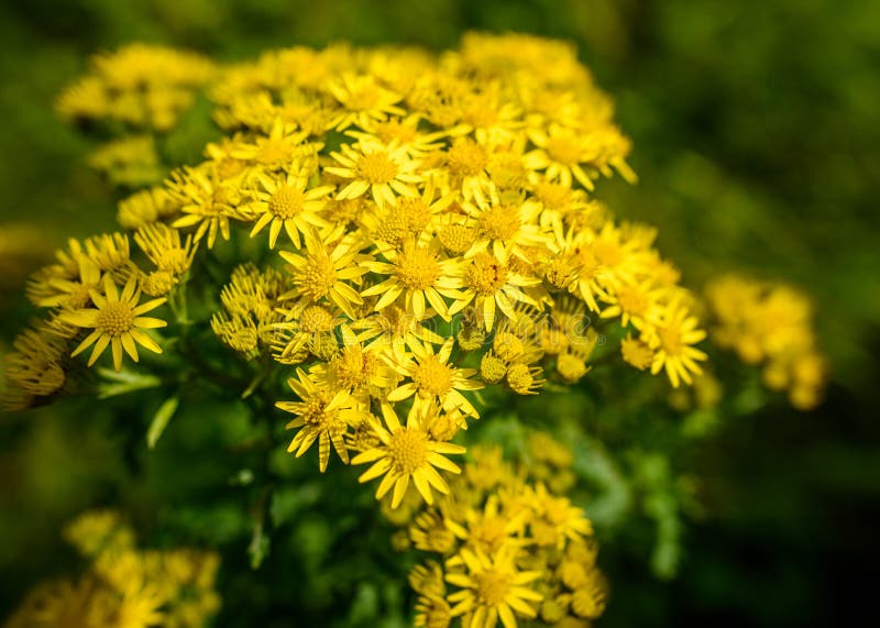 Yellow Ragwort Wildflower Smoky Mountains Tennessee Stock Image - Image ...