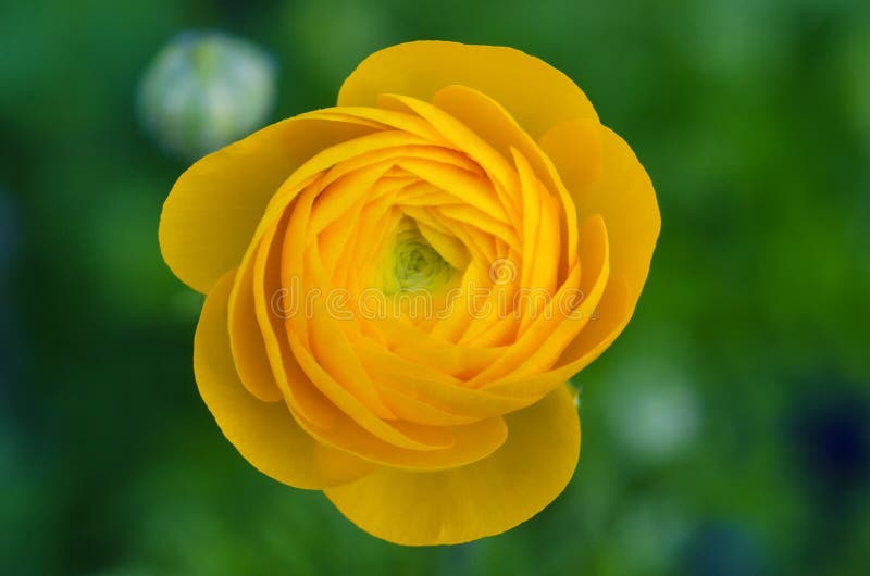 35,483 Ranunculus Stock Photos - Free & Royalty-Free Stock Photos from ...