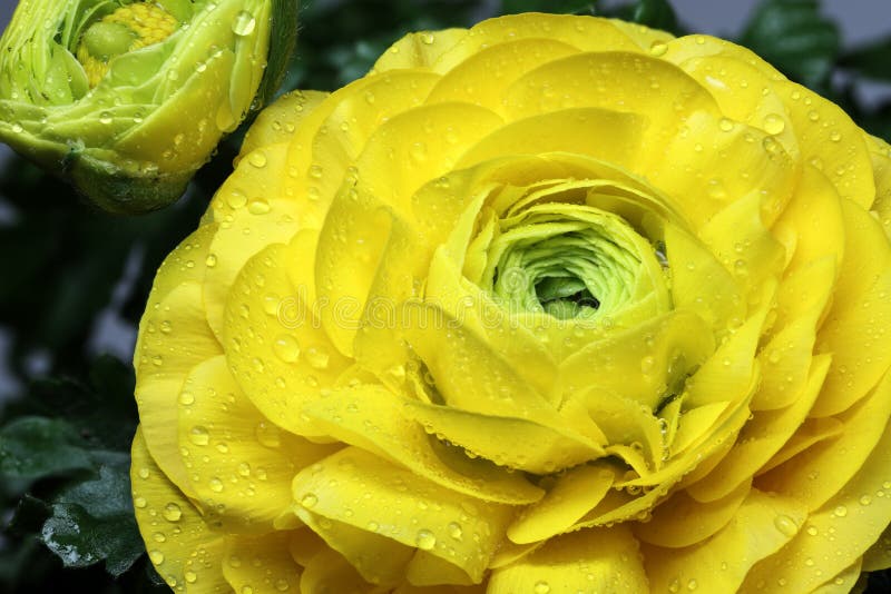 Yellow Ranunculus Asiaticus Stock Image - Image of growth, asiaticus ...
