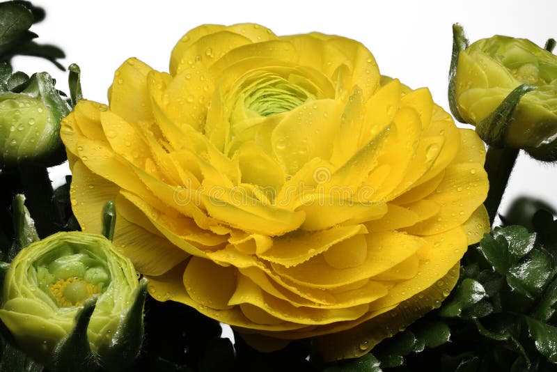 Yellow Ranunculus Asiaticus Stock Image - Image of growth, asiaticus ...