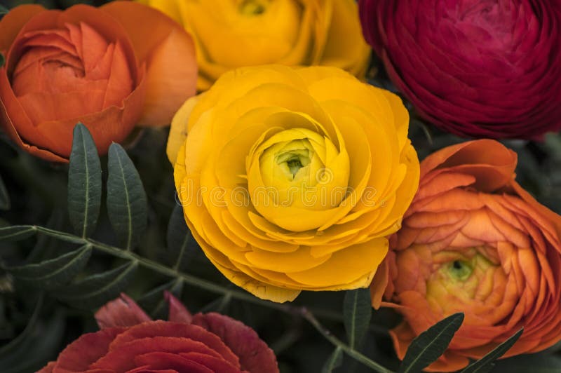 Yellow ranunculus stock photo. Image of blossom, orange - 76801354