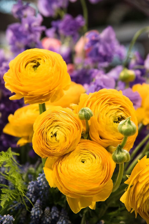 Yellow Ranunculus stock image. Image of beautiful, decorative - 55193947