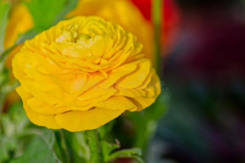 Yellow Ranunculus Flower stock photo. Image of water - 194295344
