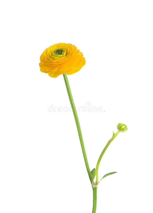 Yellow Ranunculus Flower Isolated on White Background Stock Image ...