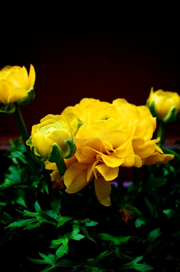Yellow Ranunculus Flowers stock image. Image of botany - 83206775