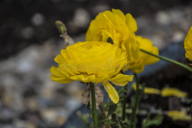 Yellow Ranunculus Flowers Blooming in the Garden in Springtime Stock ...