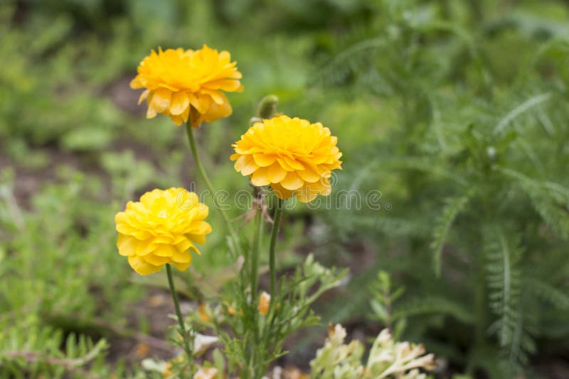 Yellow Ranunculus Flowers in a Garden Stock Photo - Image of closeup ...