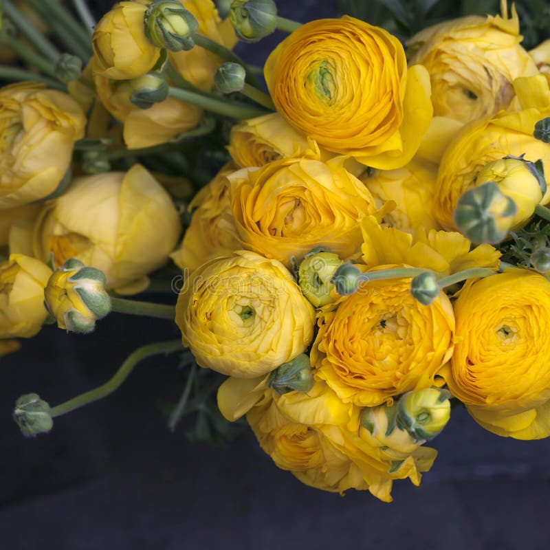 Yellow ranunculus stock image. Image of pale, fresh, floral - 51948047