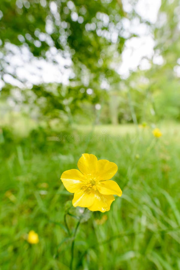 Yellow Ranunculus Repens stock photo. Image of wildflower - 73590128