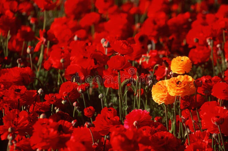Ranunculus Flower Field, San Diego, CA Stock Image - Image of ...