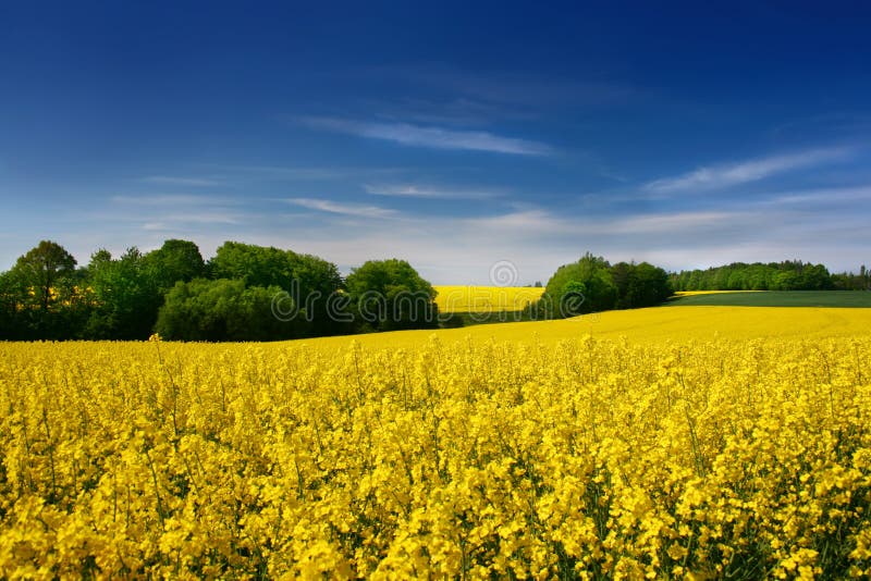 Yellow field stock image. Image of field, blue, yellow - 18125753