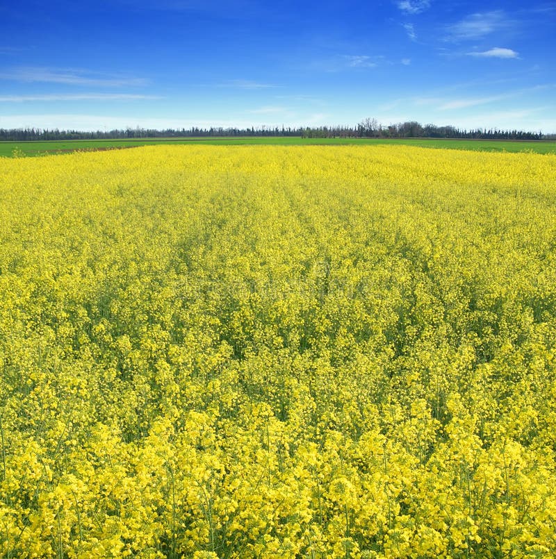 Yellow field stock photo. Image of country, view, farm - 2241078