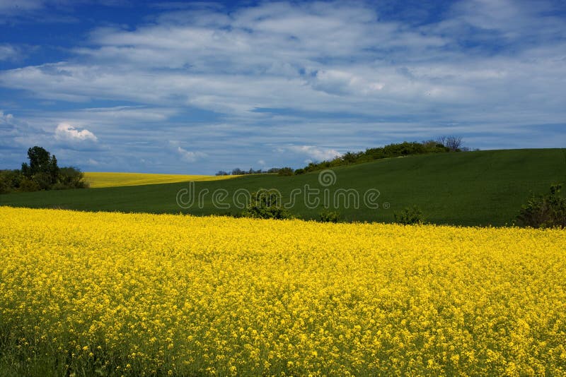 Yellow field stock photo. Image of golden, grow, daylight - 5440256