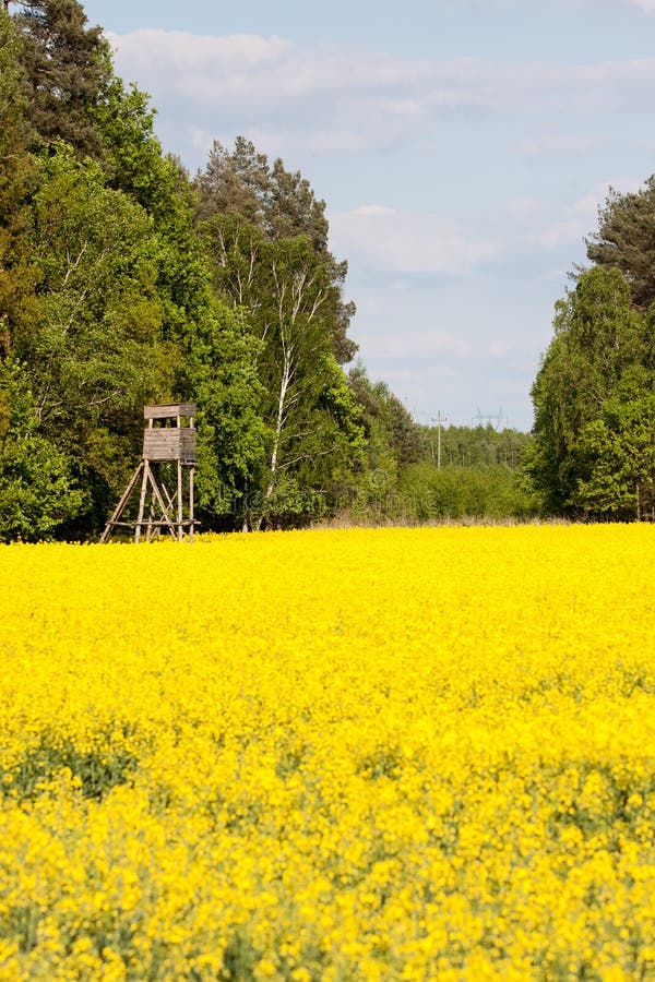Yellow field stock image. Image of outdoors, cloud, color - 36275511