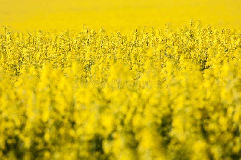 Yellow field stock image. Image of field, light, horizon - 36275627