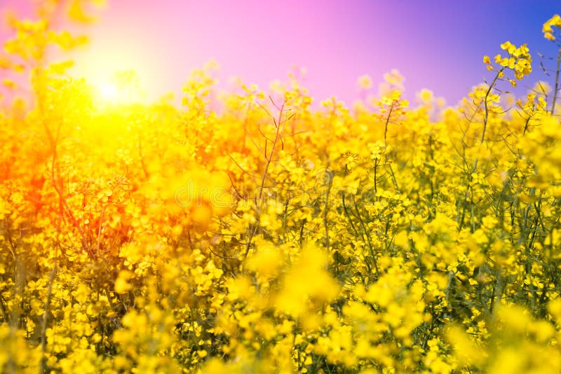 Yellow field with blue sky stock image. Image of crop - 72045757