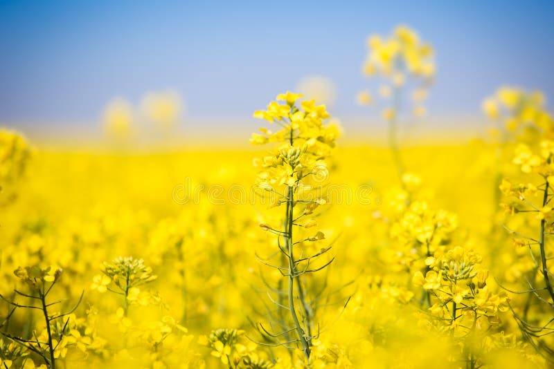 Yellow field with blue sky stock image. Image of natural - 72186081