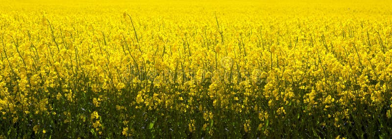 Yellow Field . Nature Background. Stock Image - Image of land, macro ...