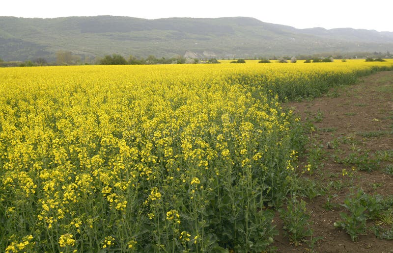Yellow field with sky stock photo. Image of landscape - 69658196