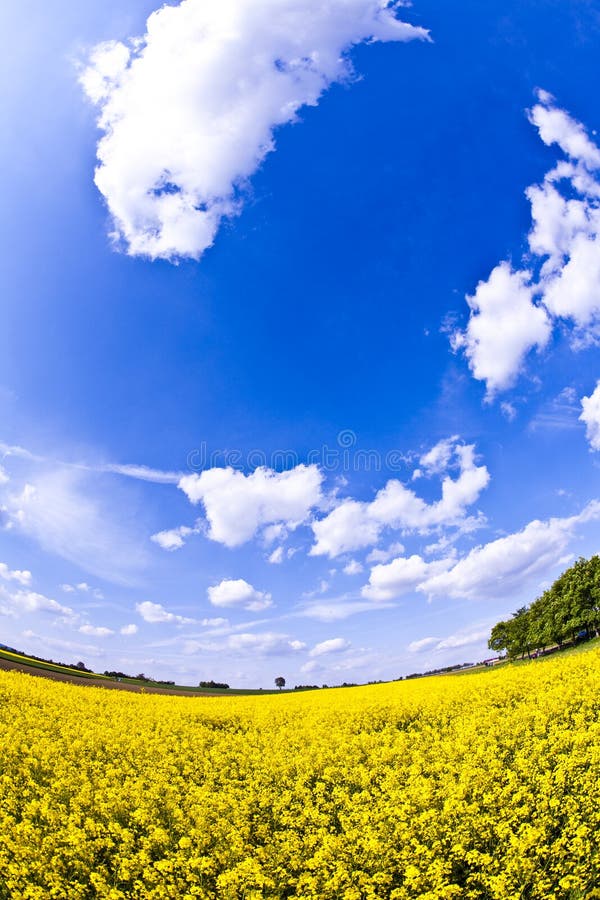Yellow field in spring stock photo. Image of engine, green - 14362452