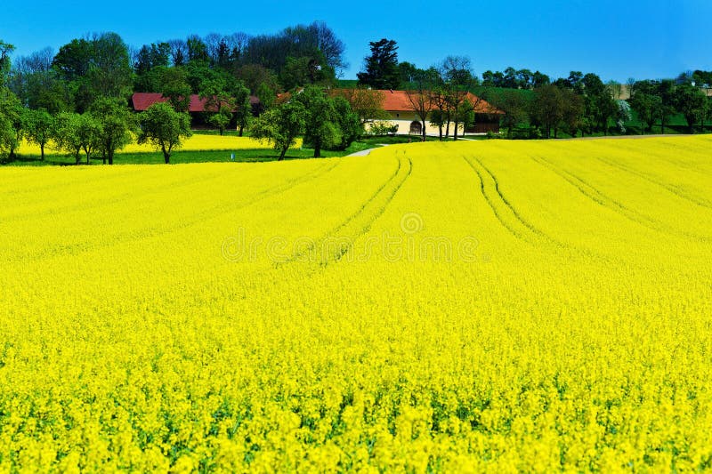 Yellow field in spring stock photo. Image of biodiesel - 53737572
