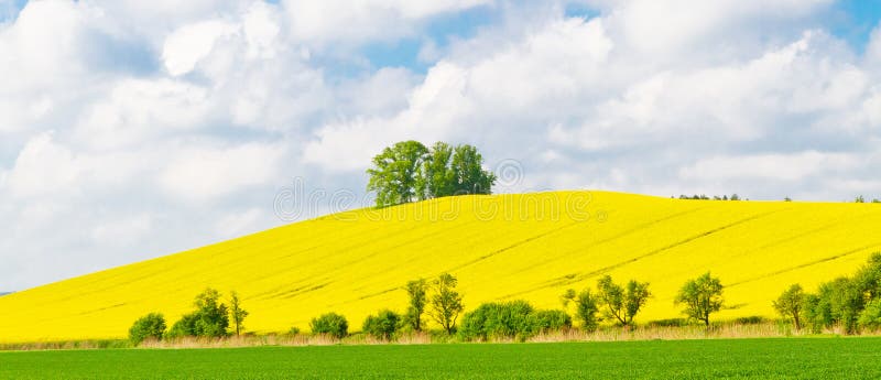 Yellow field stock image. Image of environmental, hill - 46607443