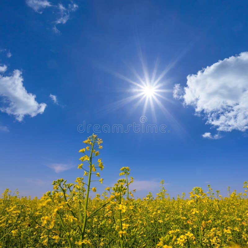 Yellow Field Under a Sparkle Sun Stock Photo - Image of glow, blossom ...