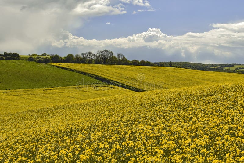 Yellow Fields Near Goring on Thames Stock Image - Image of fields ...