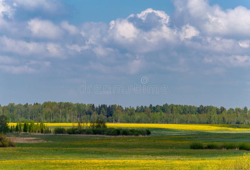 Spring Field. Yellow Fields in Spring, Spring View Stock Image - Image ...