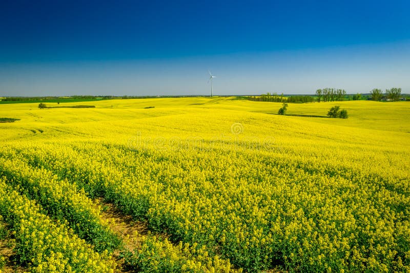 Yellow Fields and Wind Turbine in the Spring Stock Image - Image of ...