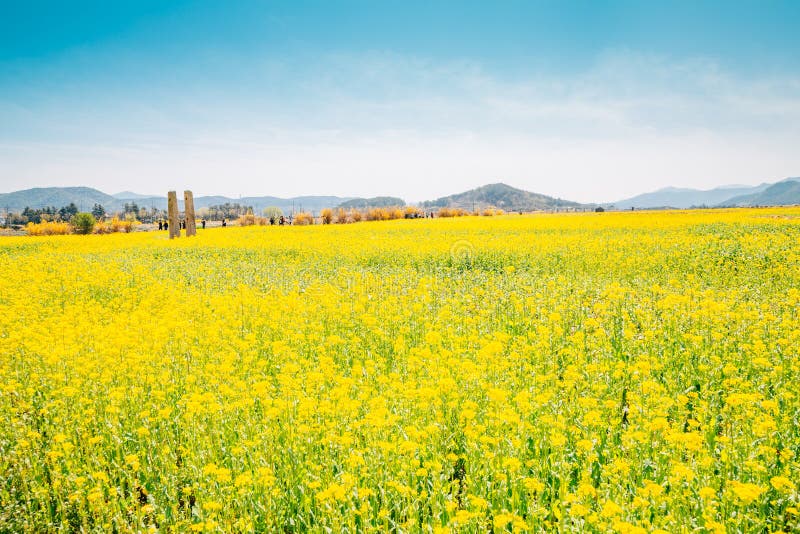 Yellow Flower Field at Spring in Gyeongju, Korea Stock Photo - Image of ...