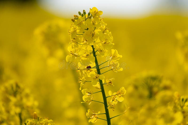 Yellow Plant Stands in a Yellow Field Stock Photo - Image of land ...