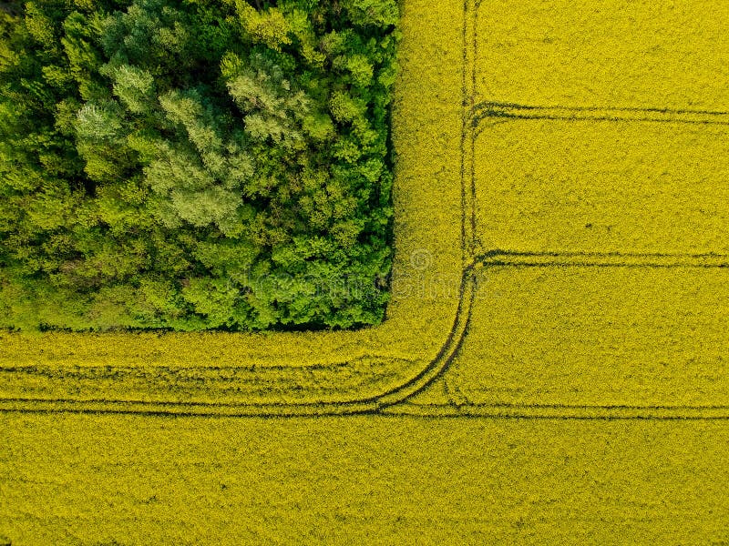 Yellow Rapeseed Field in Bloom at Spring Stock Image - Image of ...