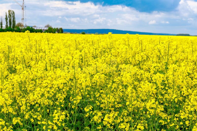 Yellow Rapeseed Flowers Against a Blue Sky. Oil and Biofuel Production ...