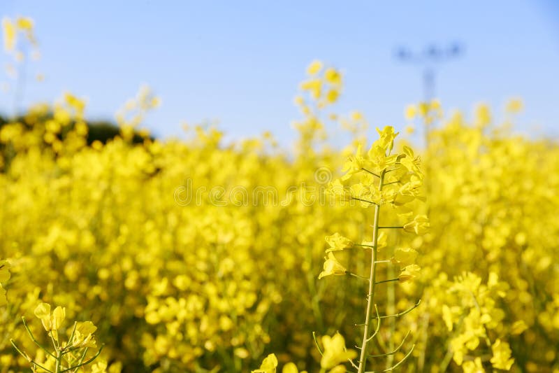 Yellow Rapeseed Flowers Against a Blue Sky. Oil and Biofuel Production ...